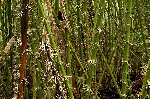 Indonesia: The World's Biggest Rattan Producer | Indonesia Rattan ...